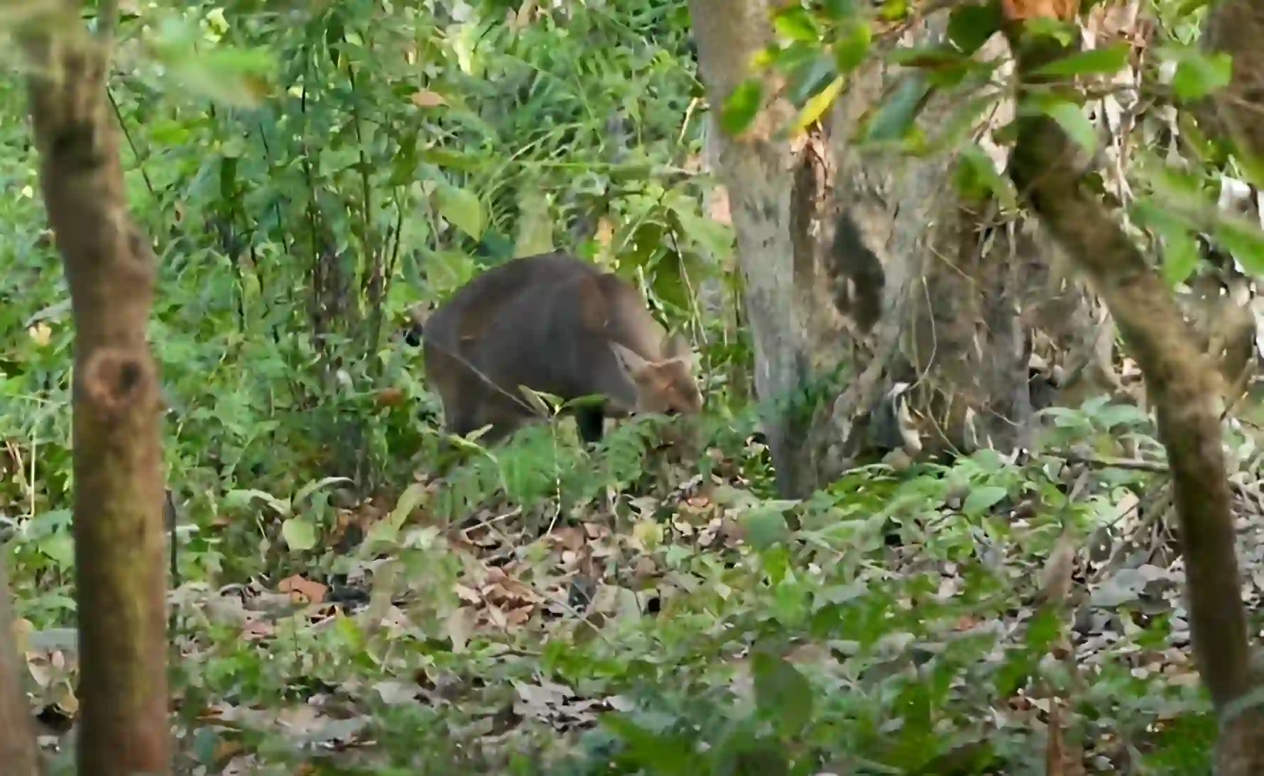 Orang National Park » Naparks