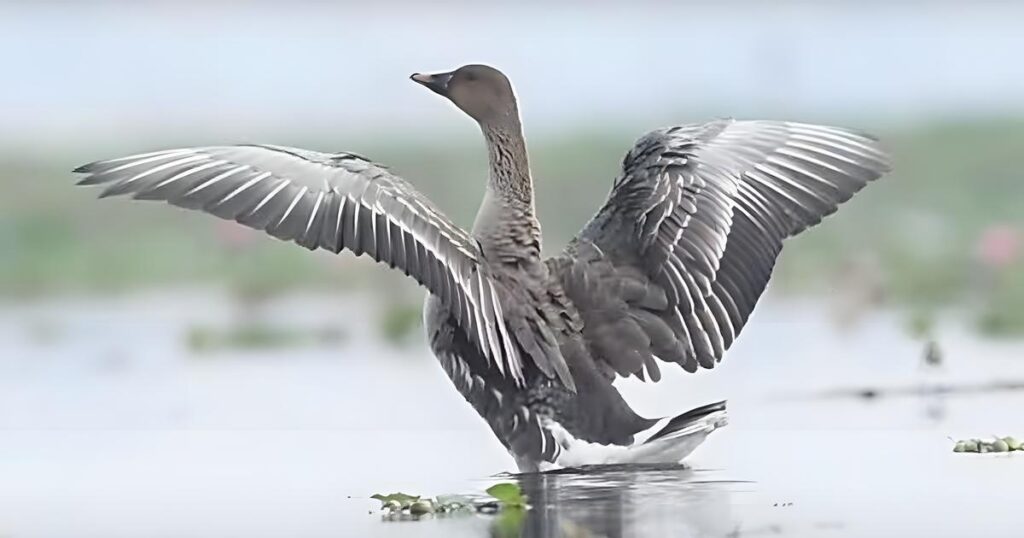 Dehing Patkai National Park » Naparks