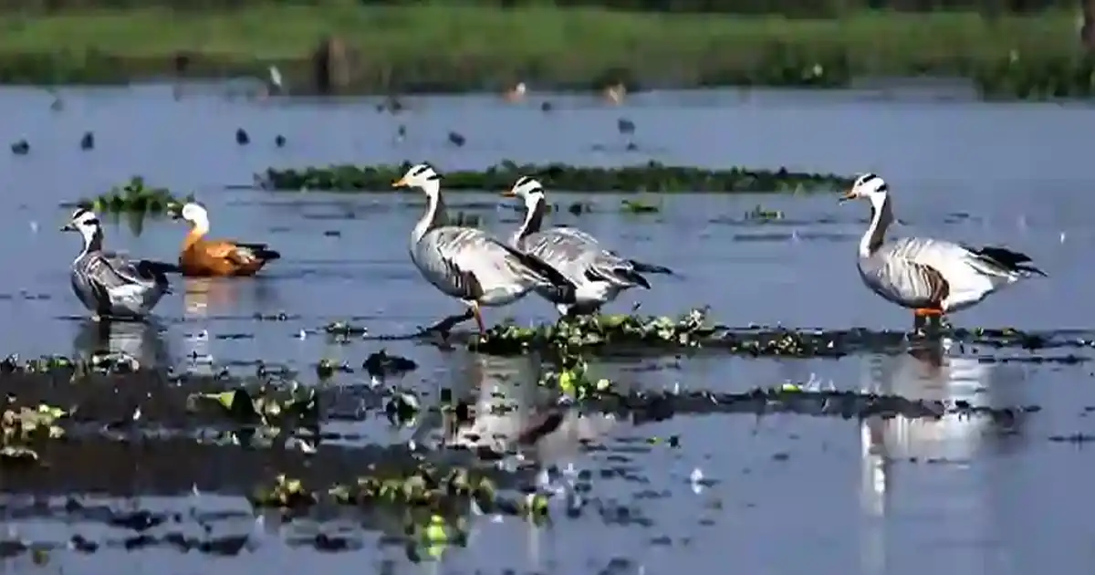 Dibru Saikhowa National Park » Naparks