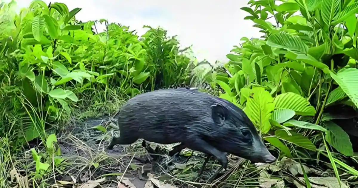 Bornadi Wildlife Sanctuary » Naparks