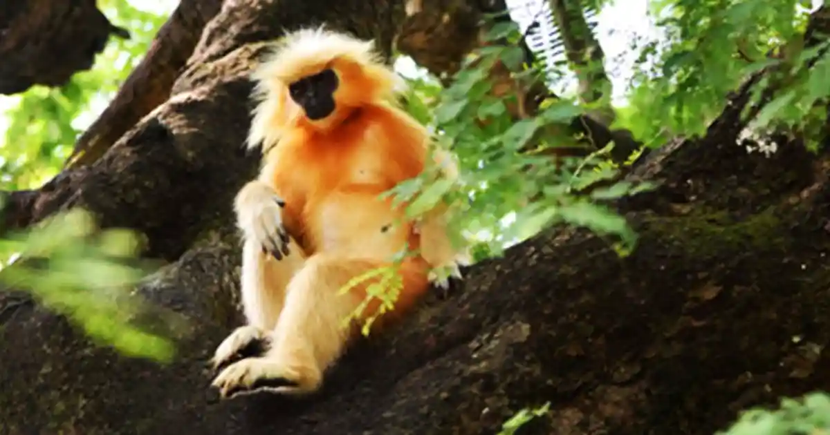Chakrashila Wildlife Sanctuary » Naparks